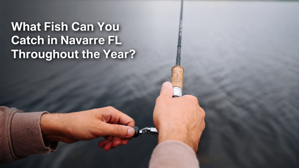Fish You Can Catch in Navarre, FL | Showintail Inshore Charters
